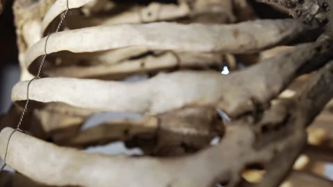 Close-up of the human skeleton. | Stock Video | Pond5