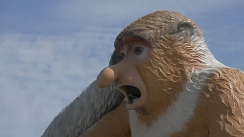 Close up of Iconic Proboscis monkey stat... | Stock Video | Pond5