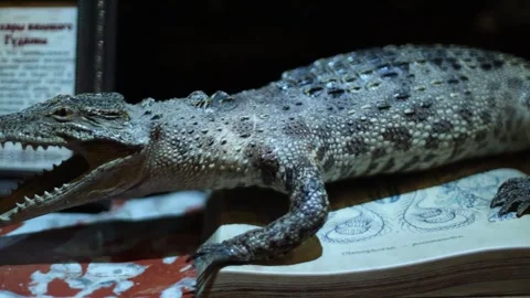 Images Of Crocodiles Stock Videos – Royalty-Free HD & 4K Videos | Pond5