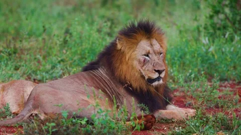 Close up of an injured Male Lion having ... | Stock Video | Pond5