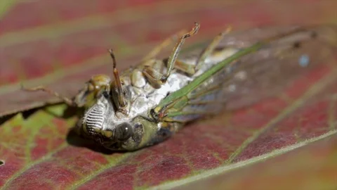 Dying Insect Stock Videos – Royalty-Free HD & 4K Videos