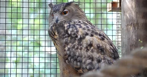 Intimidating Stock Video Footage | Royalty Free Intimidating Videos | Pond5