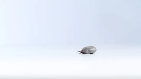 Close up isolated single big fat tick ... | Stock Video | Pond5