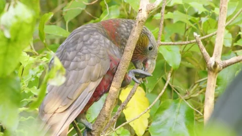Close up of a Kaka parrot eating food fr... | Stock Video | Pond5