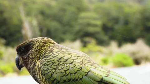 Close up of Kea interacting with camera ... | Stock Video | Pond5