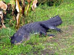 Cynthia Caughey ~ Artist Portfolio ~ Art for Sale | Pond5