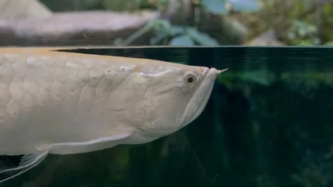 Close-up. A large beige fish with a squa... | Stock Video | Pond5