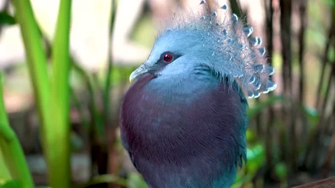 Close-up of a large blue bird in the bus... | Stock Video | Pond5