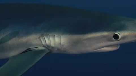 Close Up of a large Blue Shark swimming ... | Stock Video | Pond5