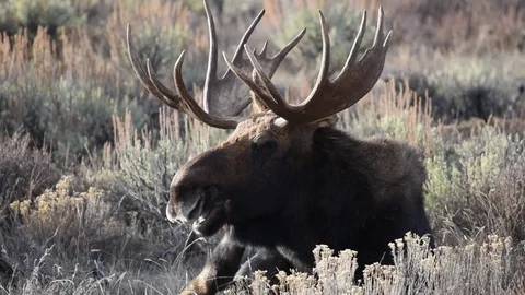 Close up of a large bull moose chewing h... | Stock Video | Pond5