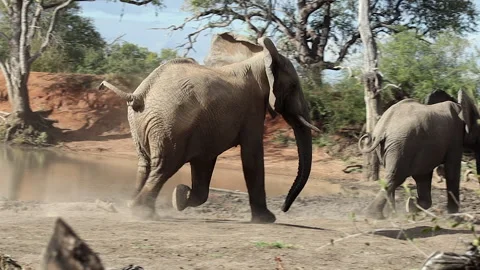 Close-up: Large elephants run in slow mo... | Stock Video | Pond5