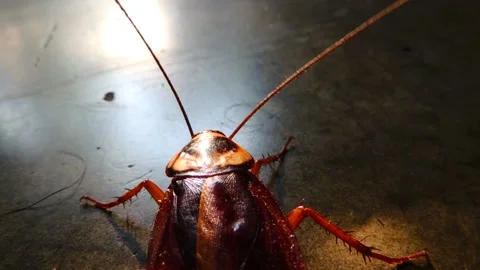 close up large fly cockroach roach bug i... | Stock Video | Pond5