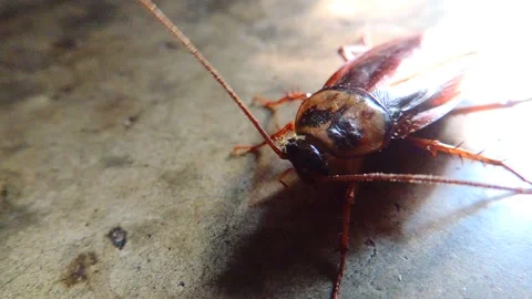 Flying Cockroach Stock Footage ~ Royalty Free Stock Videos | Pond5