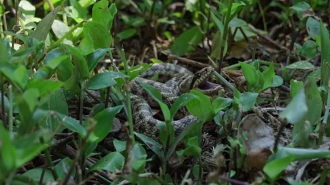 Hissing Snake Stock Video Footage | Royalty Free Hissing Snake Videos ...
