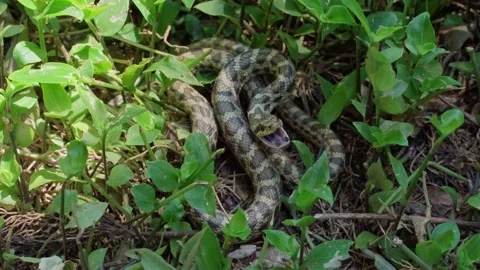 Hissing Snake Stock Video Footage | Royalty Free Hissing Snake Videos ...