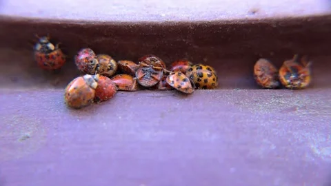 Close-up of large group of orange ladybu... | Stock Video | Pond5