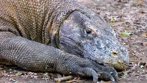 Scaly Dragon Stock Videos – Royalty-Free HD & 4K Videos