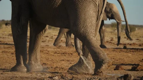 Elephant Peeing Stock Videos – Royalty-Free HD & 4K Videos