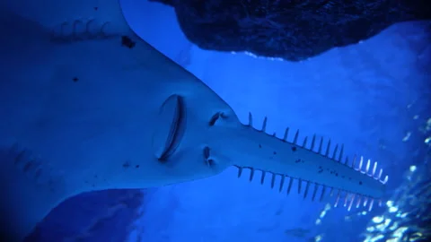 Close up of large sawfish swimming under... | Stock Video | Pond5