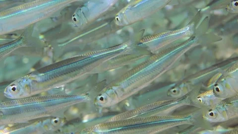 Close up, large shoal of little fishes s... | Stock Video | Pond5