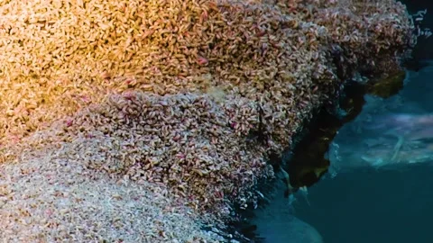 Decomposing Animal Stock Video Footage | Royalty Free Decomposing ...