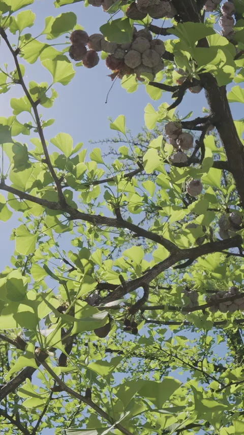 Last Year S Stock Videos – Royalty-Free HD & 4K Videos | Pond5