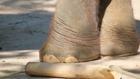 Close-up of the legs of an adult elephan... | Stock Video | Pond5