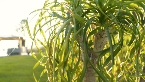CLOSE UP, LENS FLARE Cutting dry leaves ... | Stock Video | Pond5