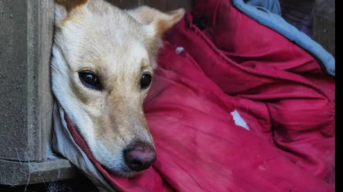 Close-up of light grey dog's face with b... | Stock Video | Pond5