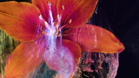 Close up of lily flower. Acrylic colors ... | Stock Video | Pond5