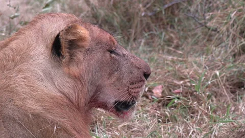 Close-up of a lion with blood on its fac... | Stock Video | Pond5