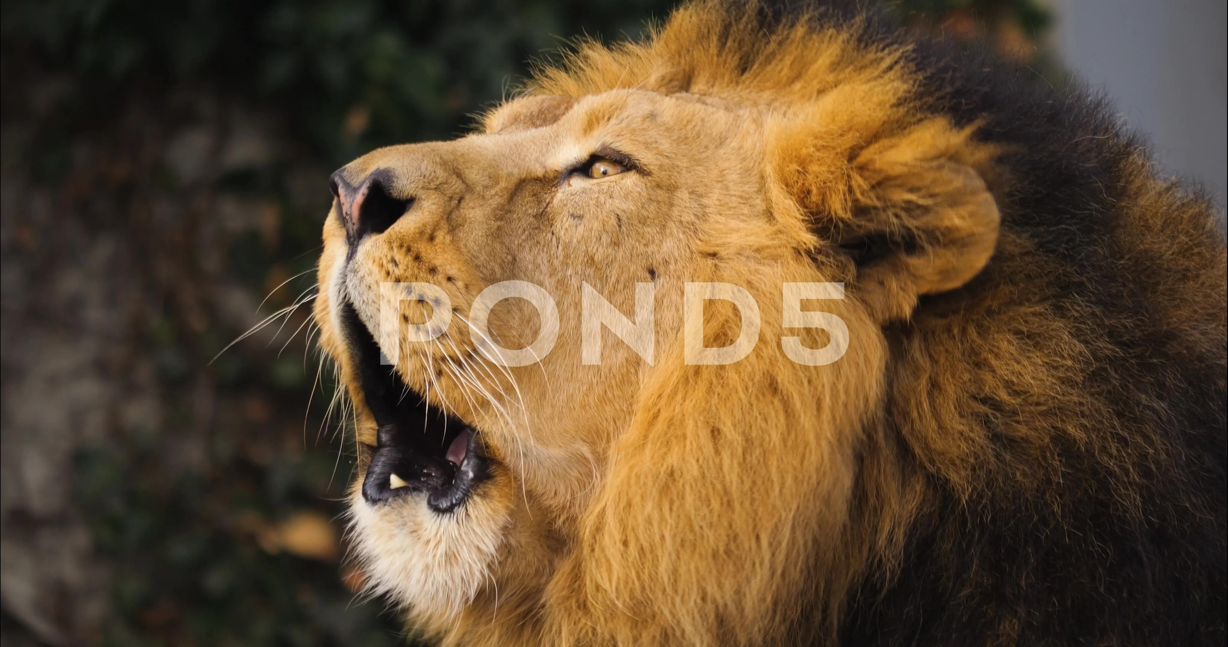 Lion Head Profile Roar