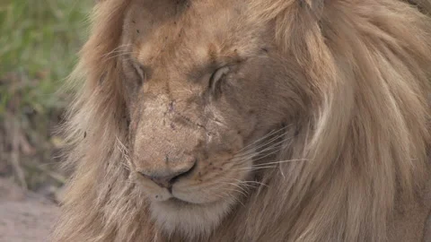 Close up of lion sleeping outside, lion'... | Stock Video | Pond5