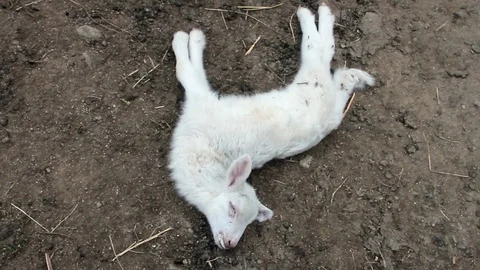 Dead Lamb Stock Footage ~ Royalty Free Stock Videos | Pond5