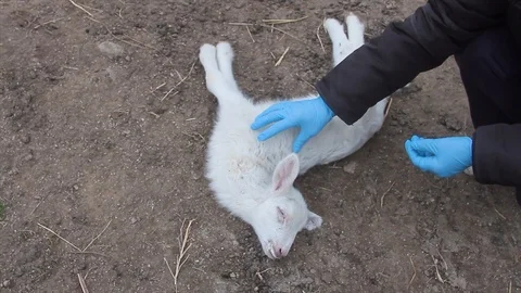 Dead Lamb Stock Footage ~ Royalty Free Stock Videos | Pond5