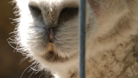 Close up of llama mouth, nose, eyes 4K | Stock Video | Pond5