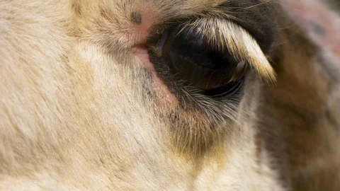 Close up of llamas eye with slow zoom ou... | Stock Video | Pond5