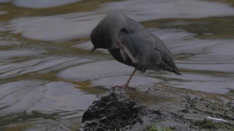 Black Bird Streaming Stock Videos – Royalty-Free HD & 4K Videos