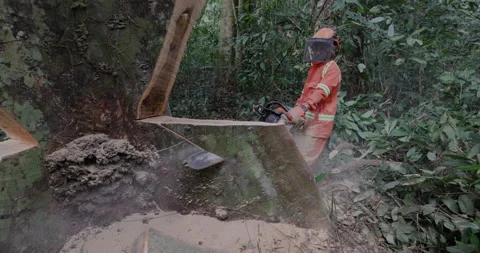 Close-up.Logger cutting wedges into a ta... | Stock Video | Pond5
