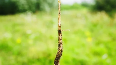 Close up of the long root of a green org... | Stock Video | Pond5