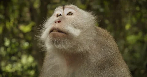 Monkey Noises Stock Videos – Royalty-Free HD & 4K Videos