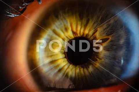 Close up macro photo of human eye. Human eye close-up detail Stock ...