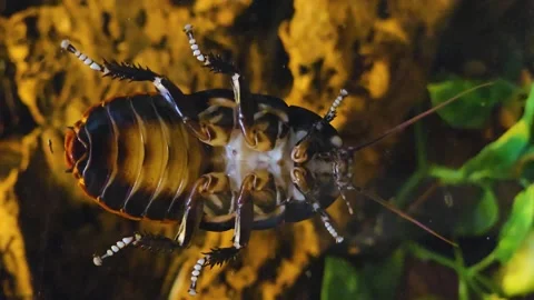 Cockroach Up Close Stock Videos – Royalty-Free HD & 4K Videos