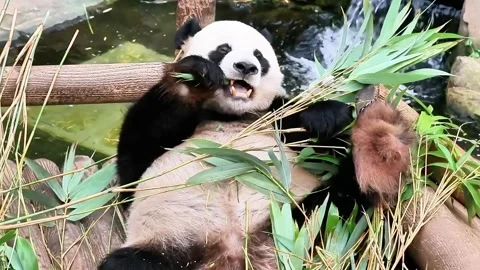 Close up male giant Panda, Le Bao, Everl... | Stock Video | Pond5