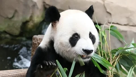 Close up male giant Panda, Le Bao, Everl... | Stock Video | Pond5