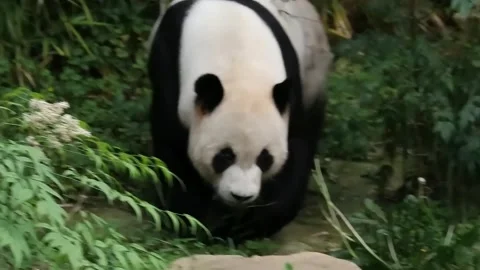 Close up male giant Panda, Le Bao, Everl... | Stock Video | Pond5