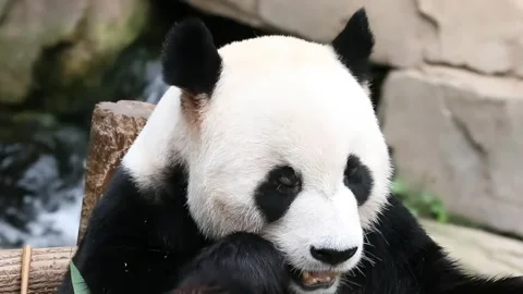Close up male giant Panda, Le Bao, Everl... | Stock Video | Pond5