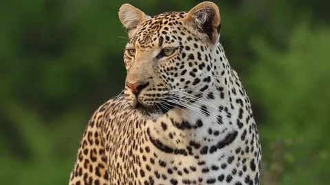A close-up of a male leopard looking pas... | Stock Video | Pond5