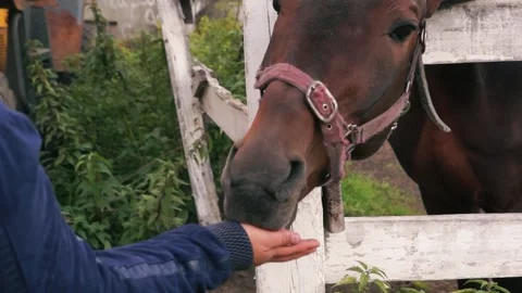 Man Breeds Mare Stock Videos – Royalty-Free HD & 4K Videos