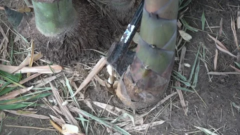 Close up to man hand is cutting shoot of... | Stock Video | Pond5